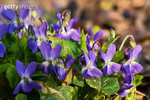 Violets (Viola Odorata) In A Spring Forest 이미지 (1210792254) - 게티이미지뱅크