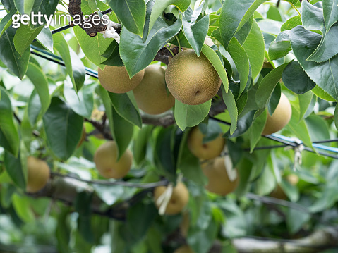 Japanese pear field 이미지 (1267394769) - 게티이미지뱅크