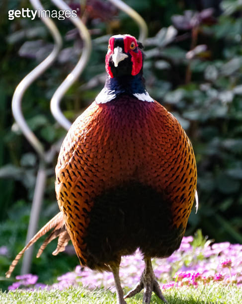 Close-up Study of a particularly tame Wild Pheasant in a Residential ...