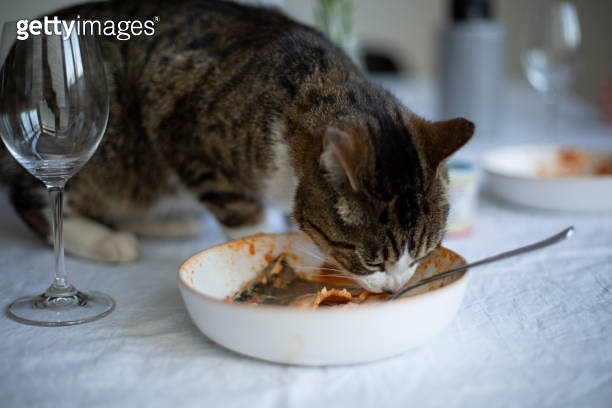Tabby cat eating leftovers on a dining table 이미지 (1219789663) - 게티이미지뱅크