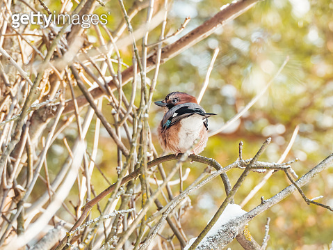 Eurasian jay or Garrulus glandarius is sitting on fir tree branch ...