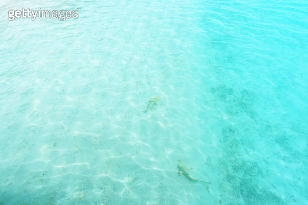 Transparent clear turquoise sea water with baby sharks (1209795159 ...