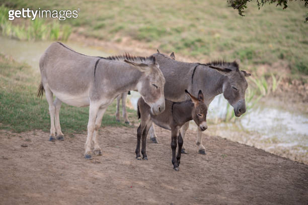 Donkey family resting together in a shadows of a tree 이미지 (1209522880 ...