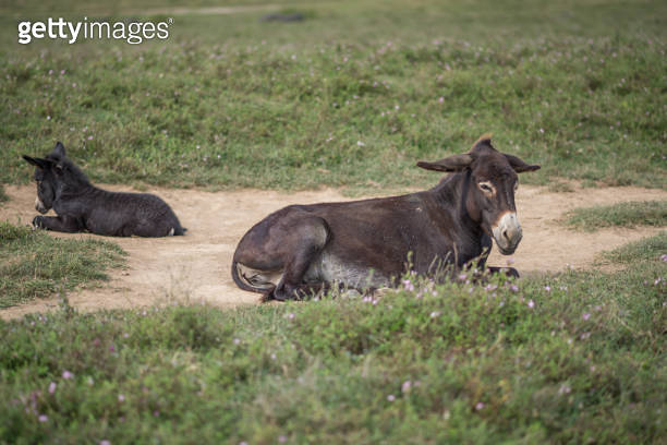 Mother and baby donkey resting in a dirt on a sunny day (1210199921 ...