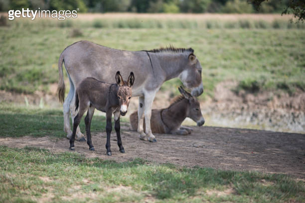 Baby donkey with family resting, ranch, petting zoo 이미지 (1209526926 ...