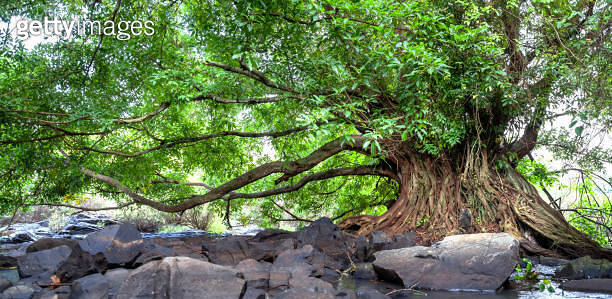Ancient Ficus bengalensis grows by stream in a tropical forest ...