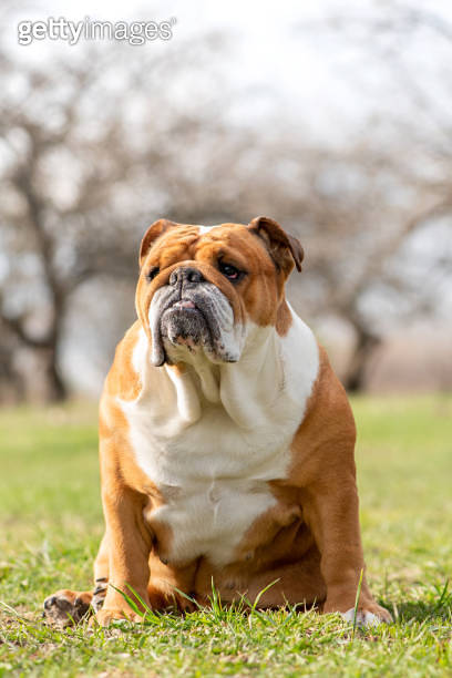 English Bulldog sits on the grass in a spring garden 이미지 (1222766685 ...