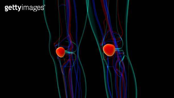 Human skeleton anatomy Patella Bone 3D Rendering (1263156022) - 게티이미지뱅크