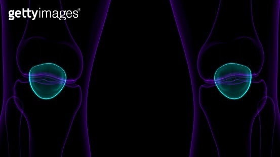 Human skeleton anatomy Patella Bone 3D Rendering (1276930560) - 게티이미지뱅크