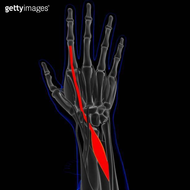 Extensor Indicis Muscle Anatomy For Medical Concept 3D Illustration 이미지 ...