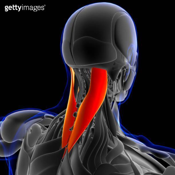 Splenius Capitus Muscle Anatomy For Medical Concept 3D Illustration ...