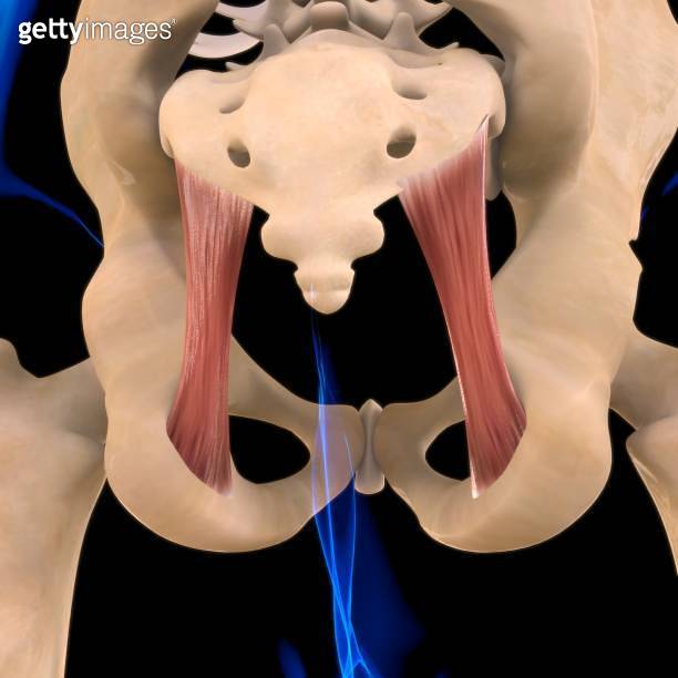 Sacrotuberous Ligament Anatomy For Medical Concept 3D Illustration ...