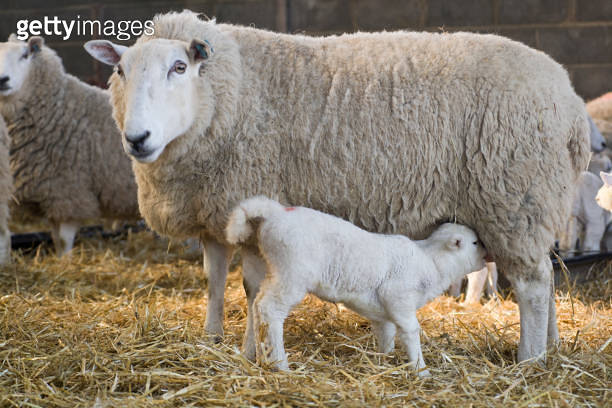 White faced new born Lleyn lamb on a farm 이미지 (1281516717) - 게티이미지뱅크