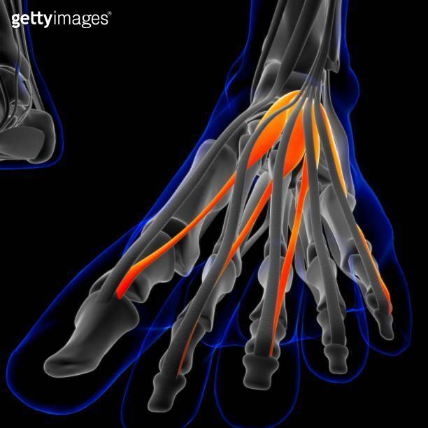 Extensor Hallucis Brevis Muscle Anatomy For Medical Concept 3D ...