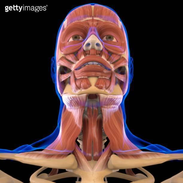 Head Muscle Anatomy For Medical Concept 3D (1291430421) - 게티이미지뱅크
