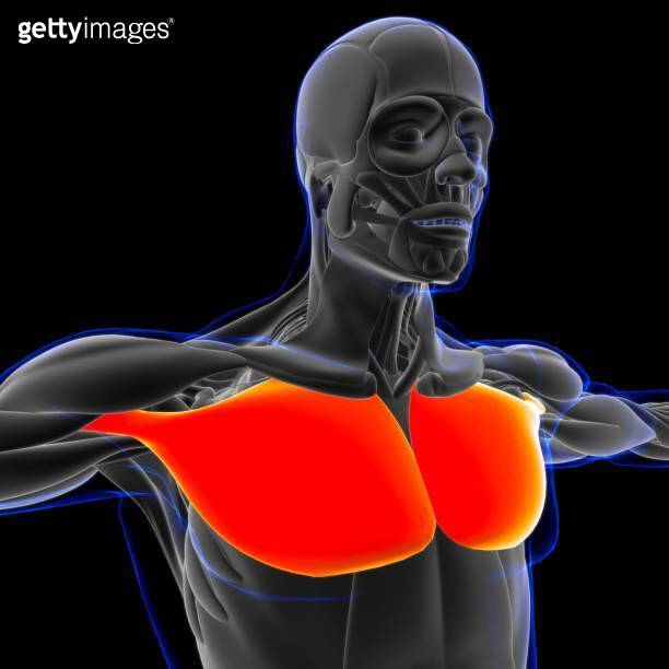 Pectoral Muscle Anatomy For Medical Concept 3D Illustration (1289573149 ...