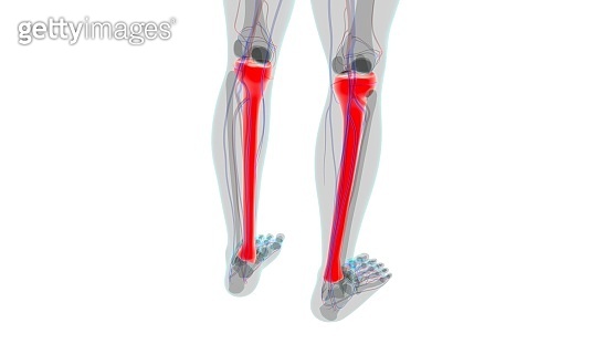 Human skeleton anatomy Tibia Bone 3D Rendering 이미지 (1263341483) - 게티이미지뱅크