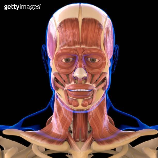 Head Muscle Anatomy For Medical Concept 3D (1291432361) - 게티이미지뱅크