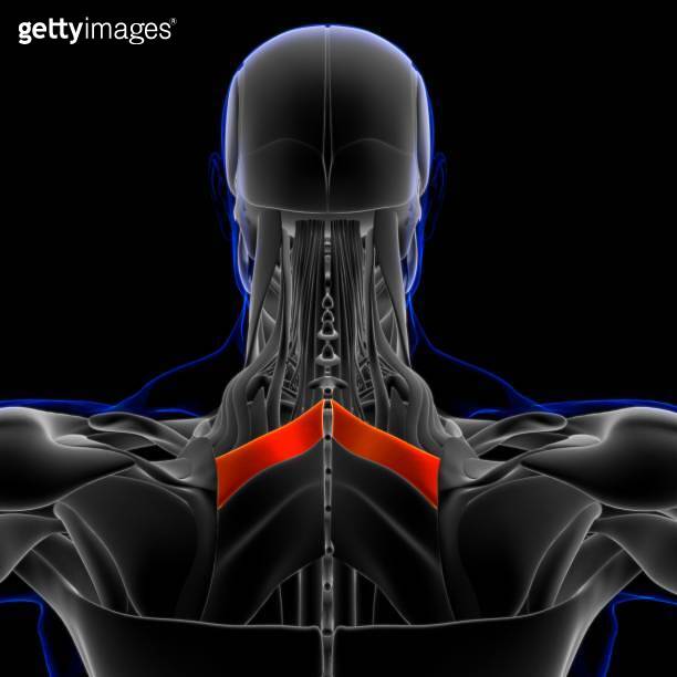 Rhomboid Minor Muscle Anatomy For Medical Concept 3D Illustration ...