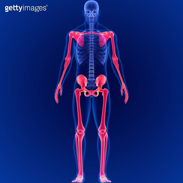 Human Skeleton System Appendicular Skeletal Anatomy 3D Illustration ...