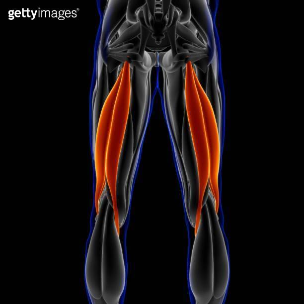 Biceps Femoris Muscle Anatomy For Medical Concept 3D Illustration ...