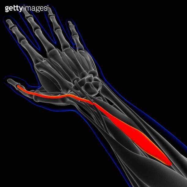 Extensor Pollicis Longus Muscle Anatomy For Medical Concept 3D ...