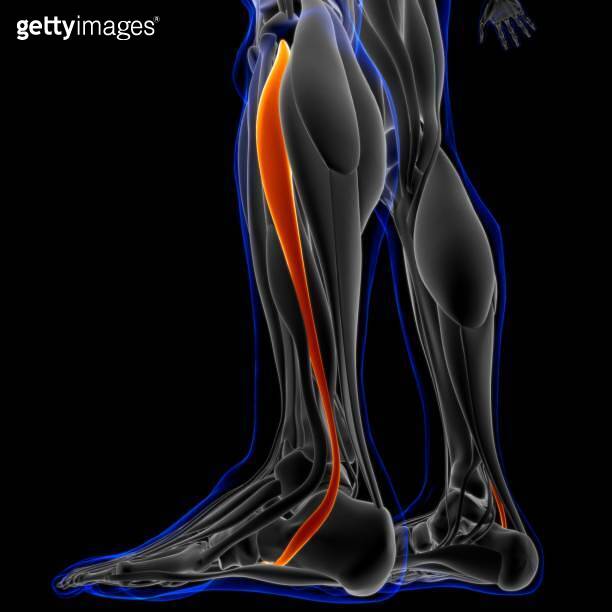 Peroneus longus Muscle Anatomy For Medical Concept 3D Illustration 이미지 ...