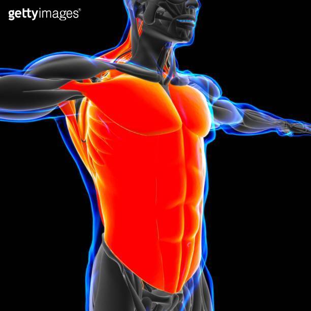 Torso Muscle Anatomy For Medical Concept 3D Illustration 이미지 ...