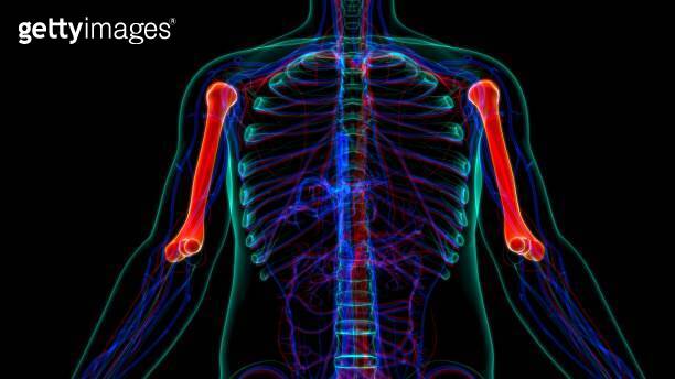 Human skeleton anatomy Humerus Bone 3D Rendering (1263156032) - 게티이미지뱅크