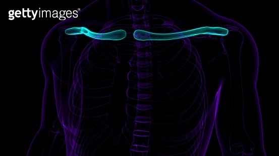 Human skeleton anatomy Clavicle Bones 3D Rendering 이미지 (1276930564 ...
