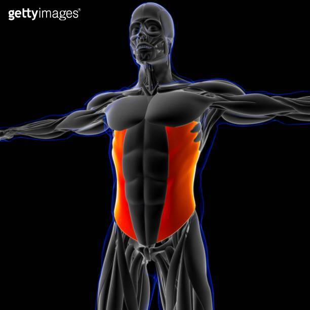 Abdominal External Oblique Muscle Anatomy For Medical Concept 3D ...