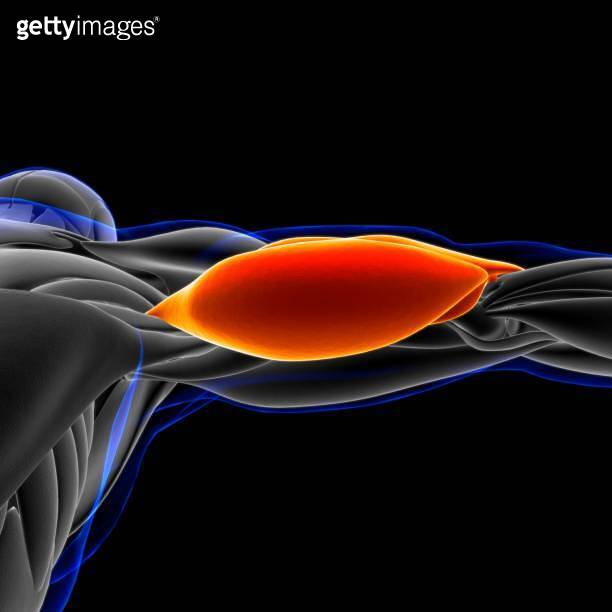 Tricep Mucsle Anatomy For Medical Concept 3D Illustration 이미지 ...
