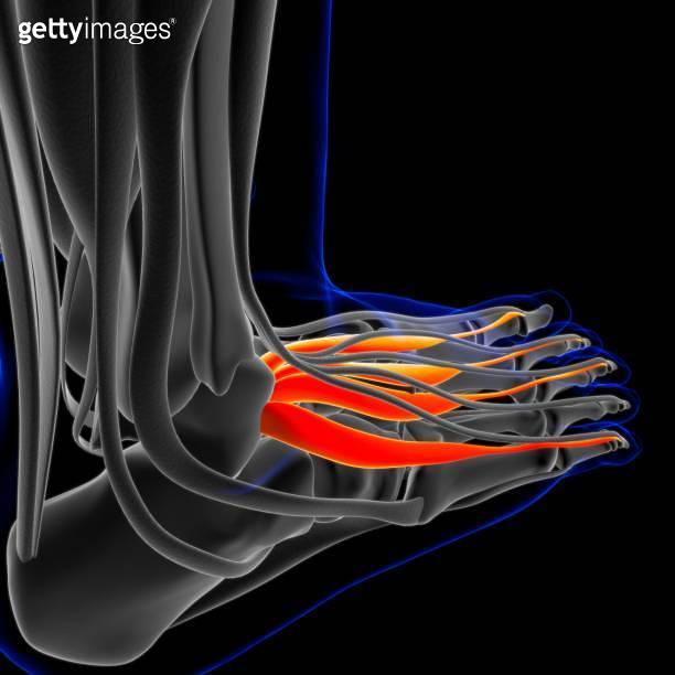 Extensor Hallucis Brevis Muscle Anatomy For Medical Concept 3D ...