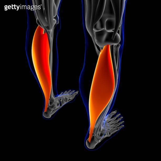 Soleus Muscle Anatomy For Medical Concept 3D Illustration 이미지 ...
