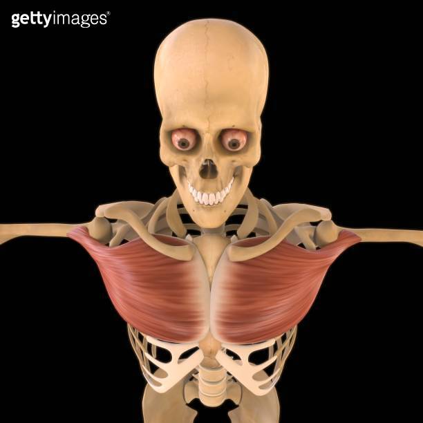 Pectoral Muscle Anatomy For Medical Concept 3D Illustration (1292501552 ...