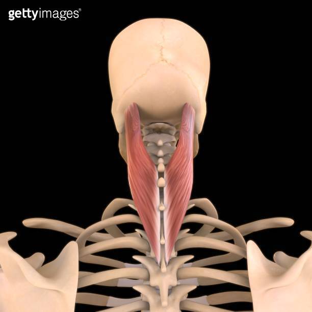 Splenius Capitus Muscle Anatomy For Medical Concept 3D Illustration ...