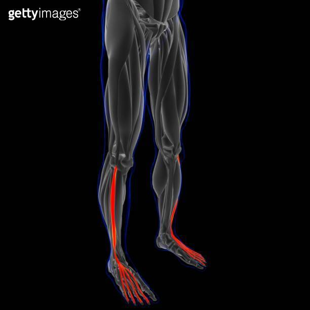 Extensor Digitorum Longus_Muscle Anatomy For Medical Concept 3D ...