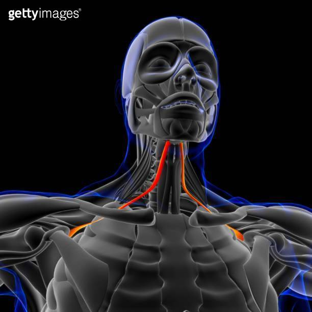 Omohyoideus Muscle Anatomy For Medical Concept 3D Illustration ...