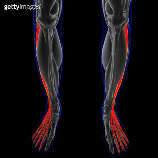 Extensor Digitorum Longus_Muscle Anatomy For Medical Concept 3D ...