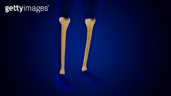 Human skeleton anatomy Tibia Bone 3D Rendering 이미지 (1266881148) - 게티이미지뱅크
