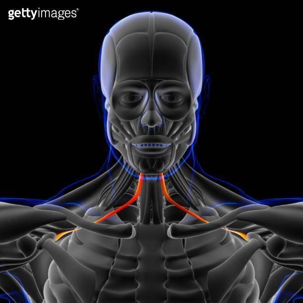 Omohyoideus Muscle Anatomy For Medical Concept 3D Illustration ...