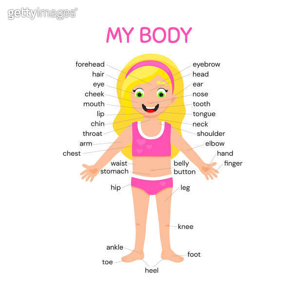 My body poster. Cute kid girl shows his body parts medical anatomy ...