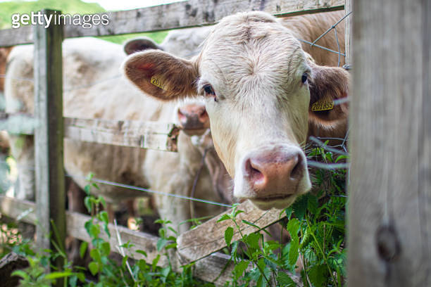 Friendly young heifer/cow pokes her head through a fence to say hello ...