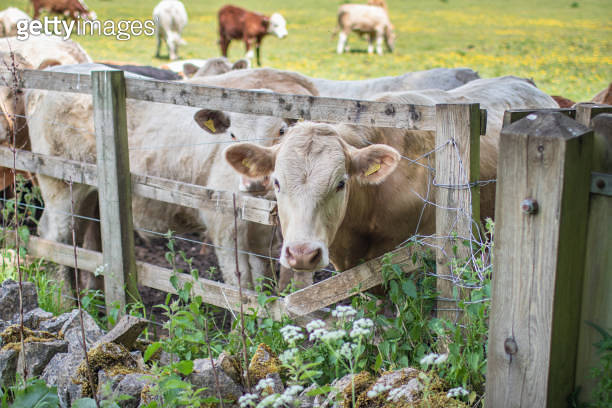 Friendly young heifer/cow pokes her head through a fence to say hello ...