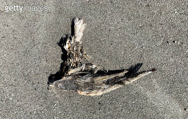 The unfortunate death of a flying bird: swallow. The corpse after death ...