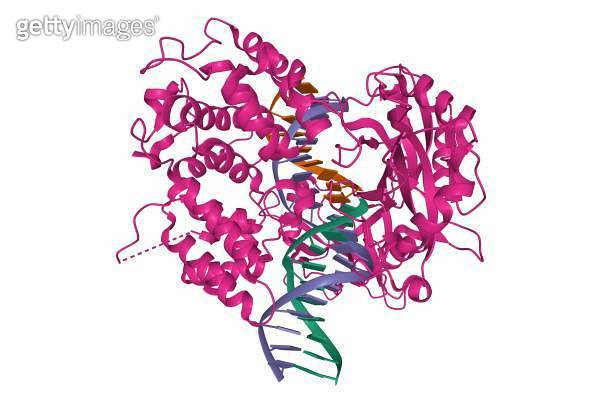 Crystal structure of human DNA ligase I bound to 5'-adenylated, nicked ...