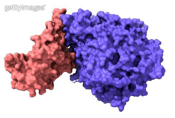 Sars Cov 2 Spike Receptor Binding Domain Pink Complexed With Its Receptor Ace2 이미지 1221010014