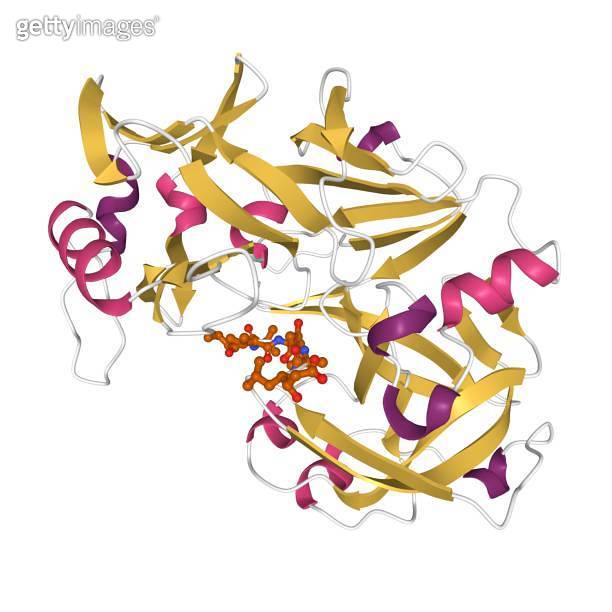 Structure of human pepsin complexed with inhibitor pepstatin 이미지 ...