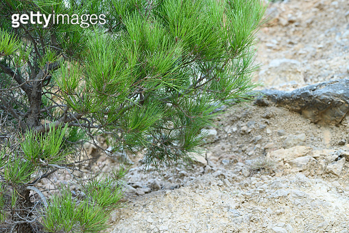 the pine tree grows in stony soil in the mountainous area of Crete ...