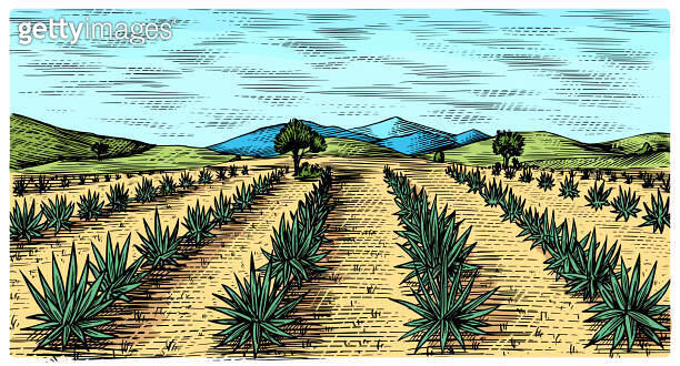 Agave field. Vintage retro landscape. Harvesting for tequila making ...